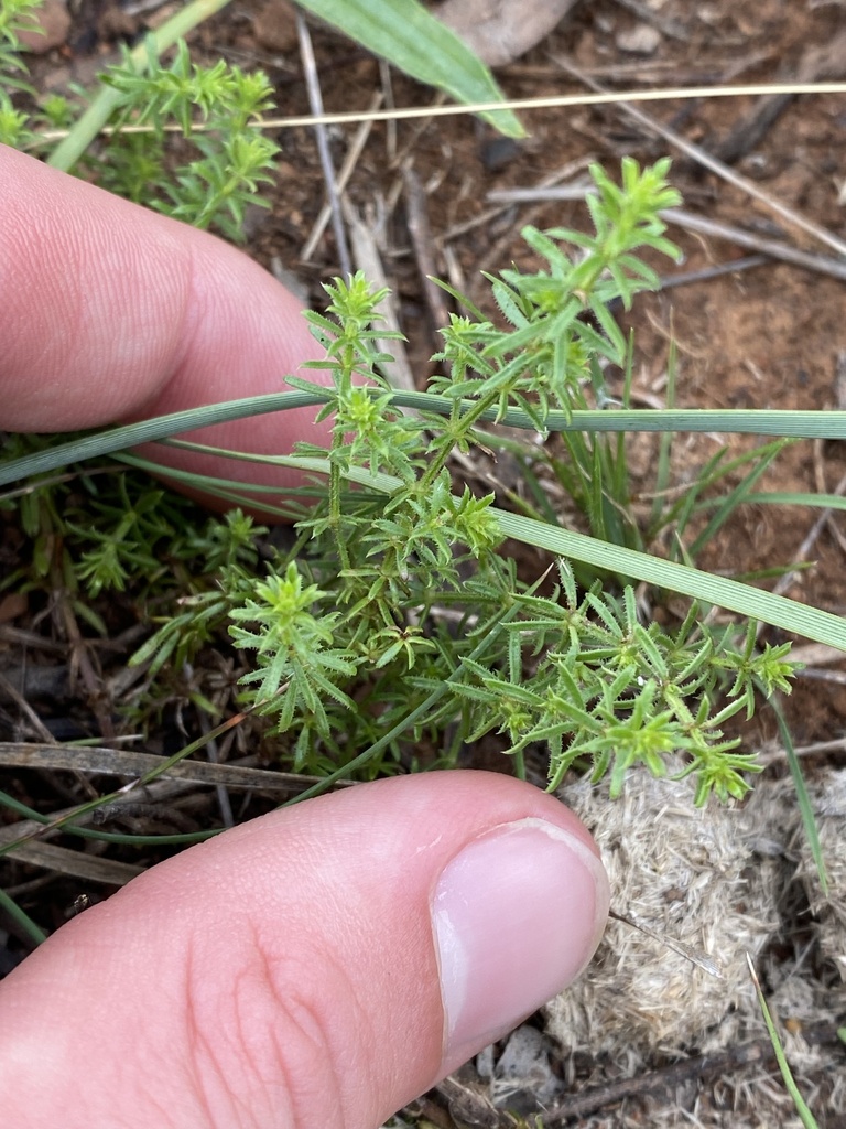 Common Woodruff from Red Hill Nature Reserve, Deakin, ACT, AU on ...