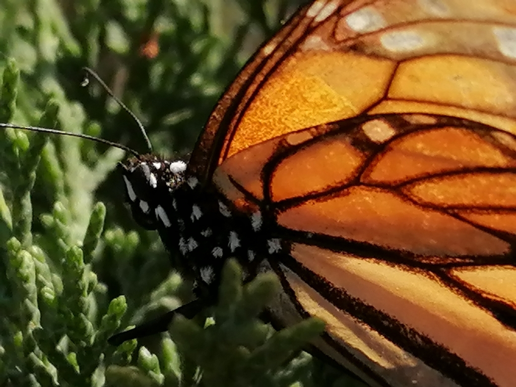 Migratory Monarch in February 2024 by Arián Isaac Malagón Coronado ...