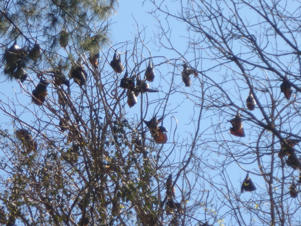 Grey-headed Flying-fox from Canberra Central, ACT, Australia on October ...