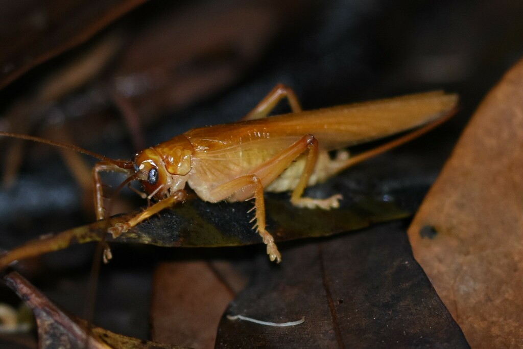 Raspy Crickets from Wooroonooran QLD 4860, Australia on February 8 ...