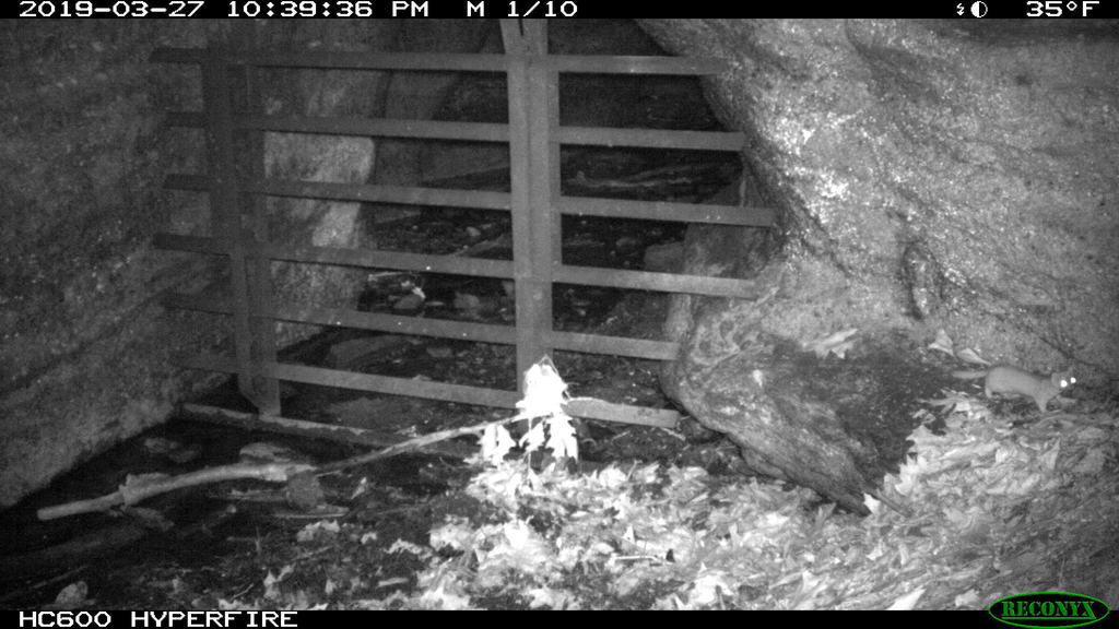 Long-tailed Weasel from Twinsburg, OH 44087, USA on March 27, 2019 at ...