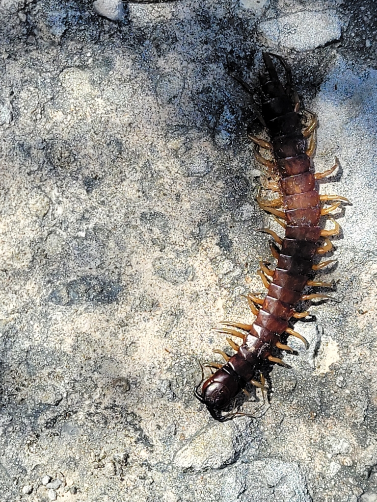 Caribbean Giant Centipede from Farmer's Hill, The Bahamas on February 8 ...