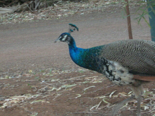 Indian Peafowl from Mataranka NT 0852, Australia on September 21, 2010 ...