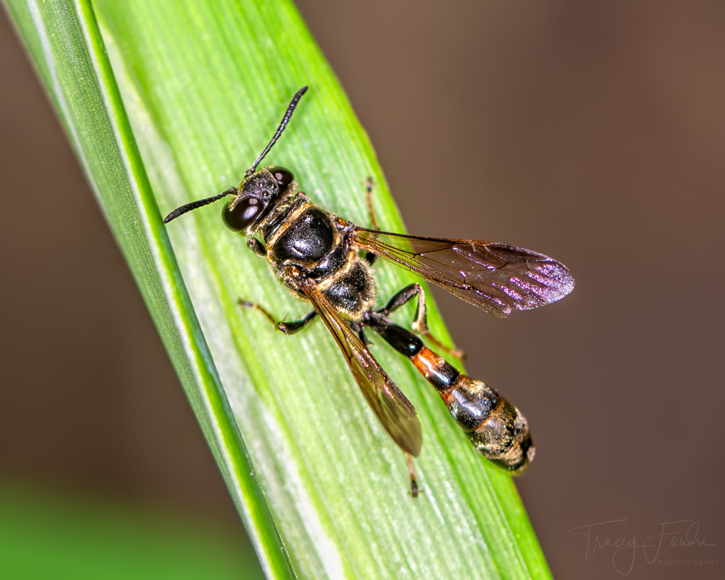 Black Reed Wasp in June 2018 by Tracey Fandre · iNaturalist