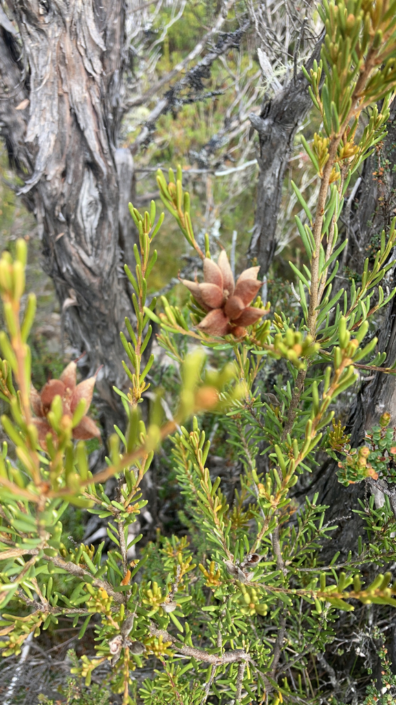narrow-leaf orites from Walls of Jerusalem, AU-TS-MV, AU-TS, AU on ...