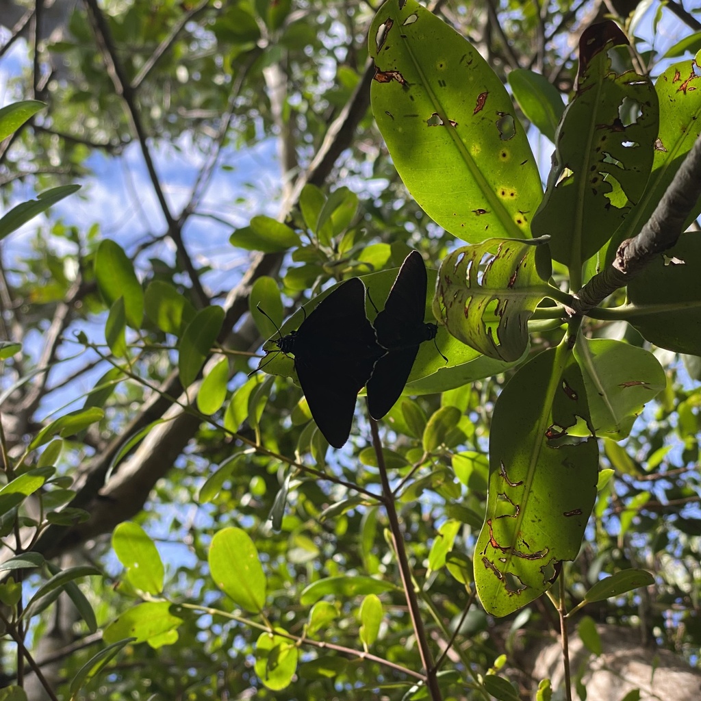 Florida Mangrove Skipper from Big Hickory Island, Bonita Springs, FL ...