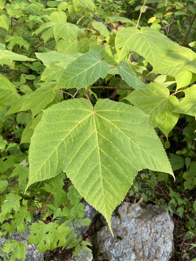 striped maple from Greenville, ME, US on September 18, 2021 at 04:44 PM ...