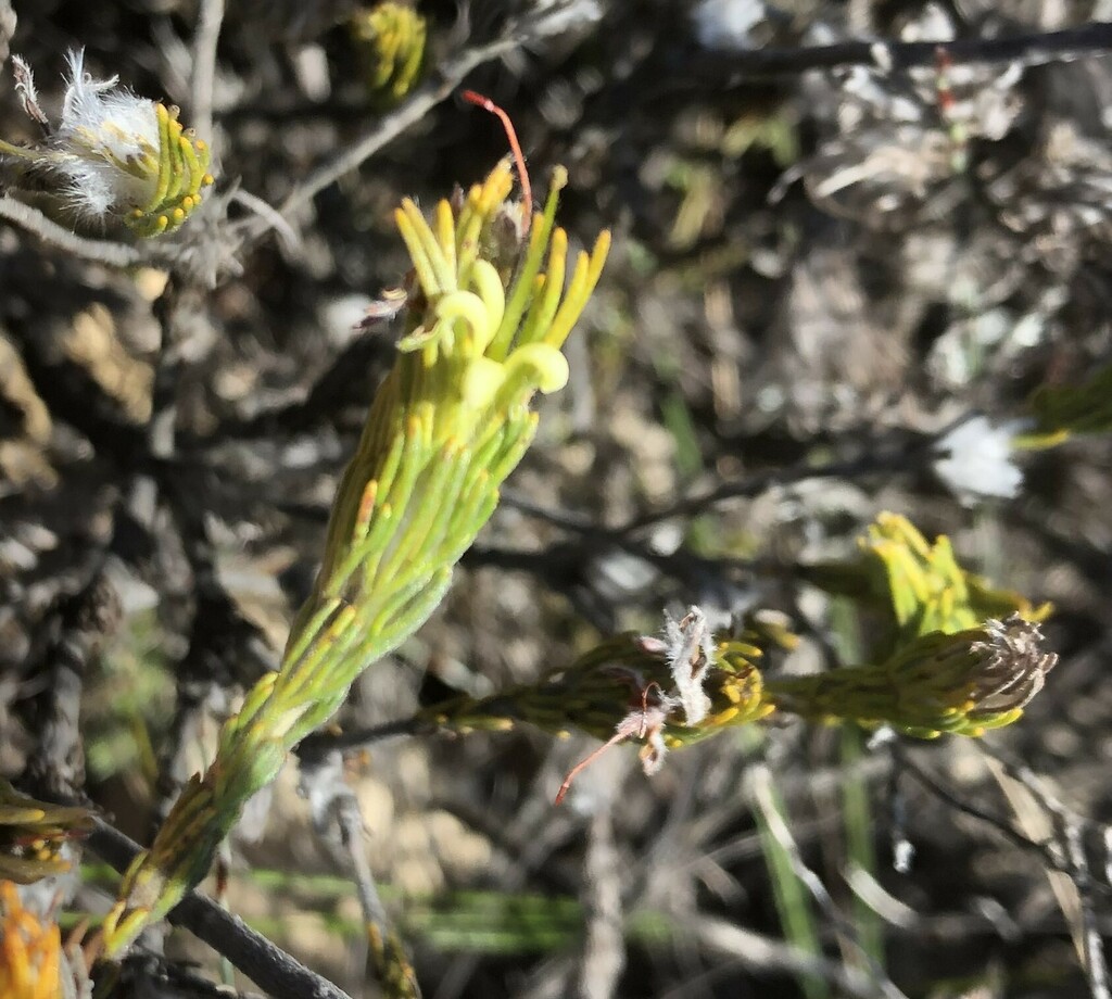 Gland Flower from Ngarkat SA 5302, Australia on February 9, 2024 at 08: ...