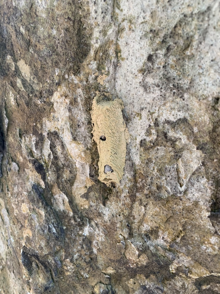 Organ-pipe Mud-dauber Wasp from Pisgah National Forest, Morganton, NC ...