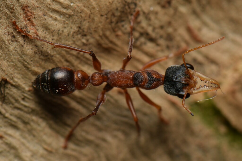 Small Jumping Ant in January 2024 by gelkiu. Found while waiting for a ...