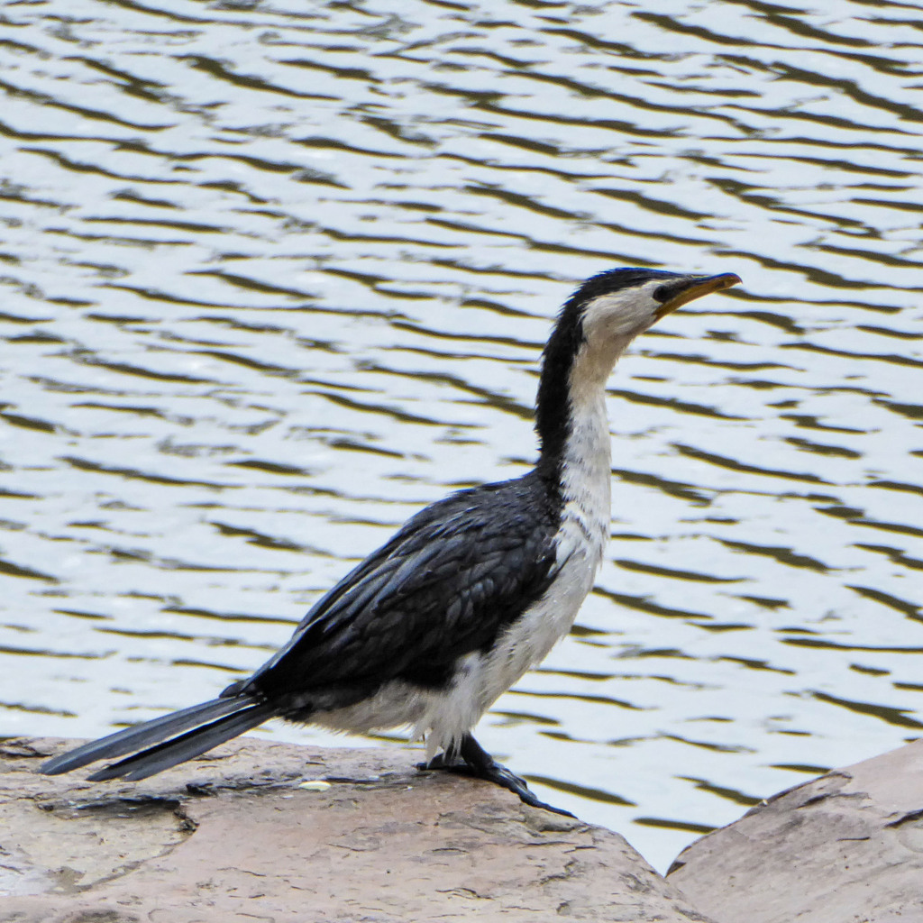 Little Pied Cormorant from Blackburn Lake Sanctuary VIC 3130, Australia ...