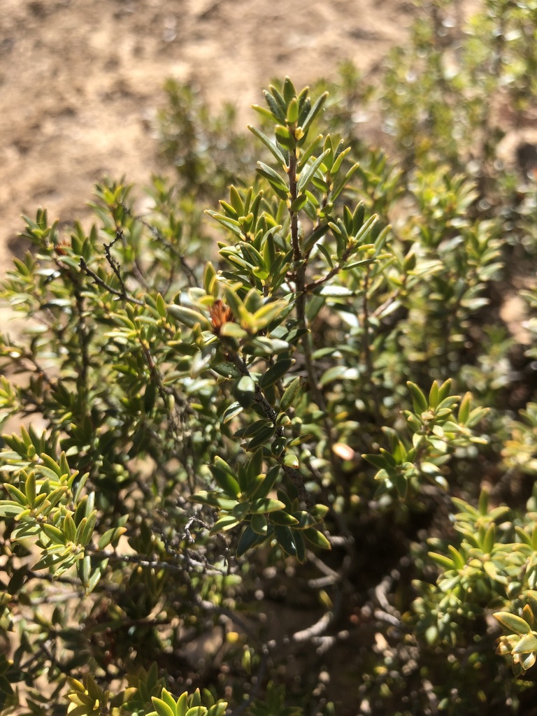 Coast ground-berry from Ngarkat SA 5302, Australia on February 9, 2024 ...