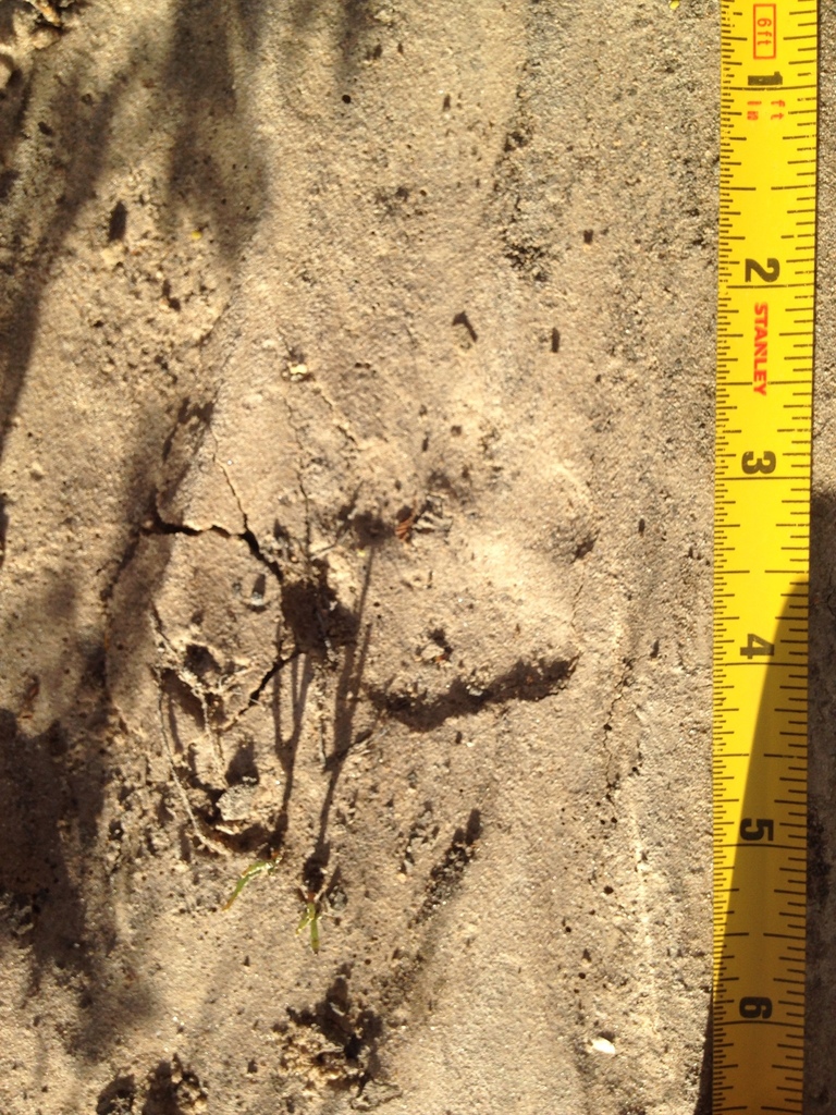 Ocelot in April 2019 by aekolbeck · iNaturalist