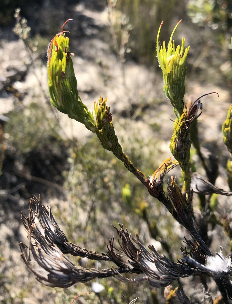 Gland Flower from Ngarkat SA 5302, Australia on February 9, 2024 at 09: ...