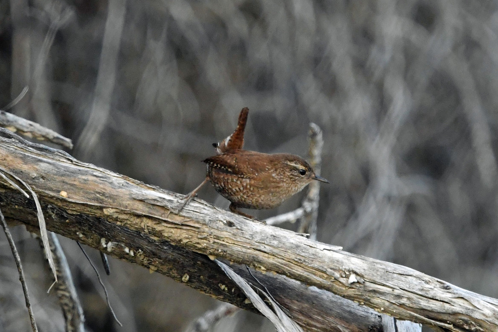 Winter Wren from Tarrant County, TX, USA on February 8, 2024 at 08:30 ...