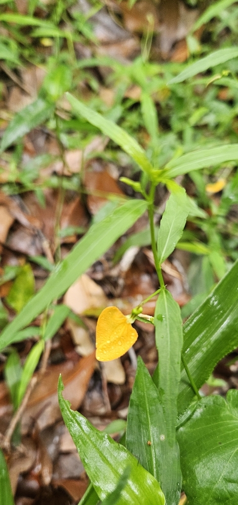 spade flower from Carbrook QLD 4130, Australia on February 9, 2024 at ...