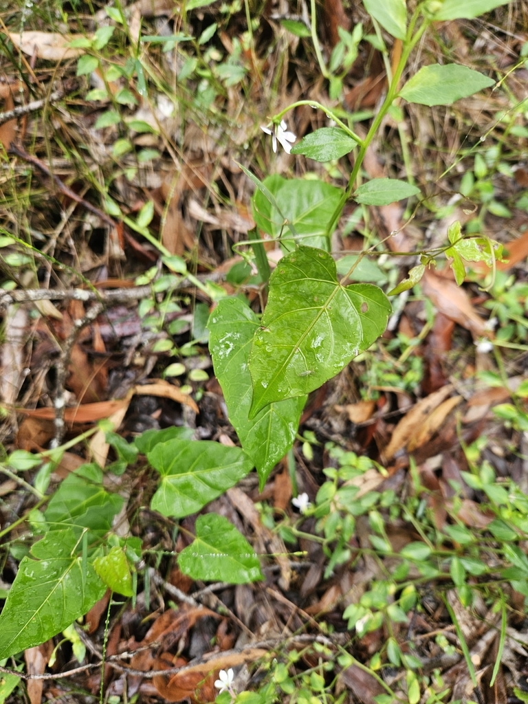 Pepper Vine from Carbrook QLD 4130, Australia on February 9, 2024 at 08 ...