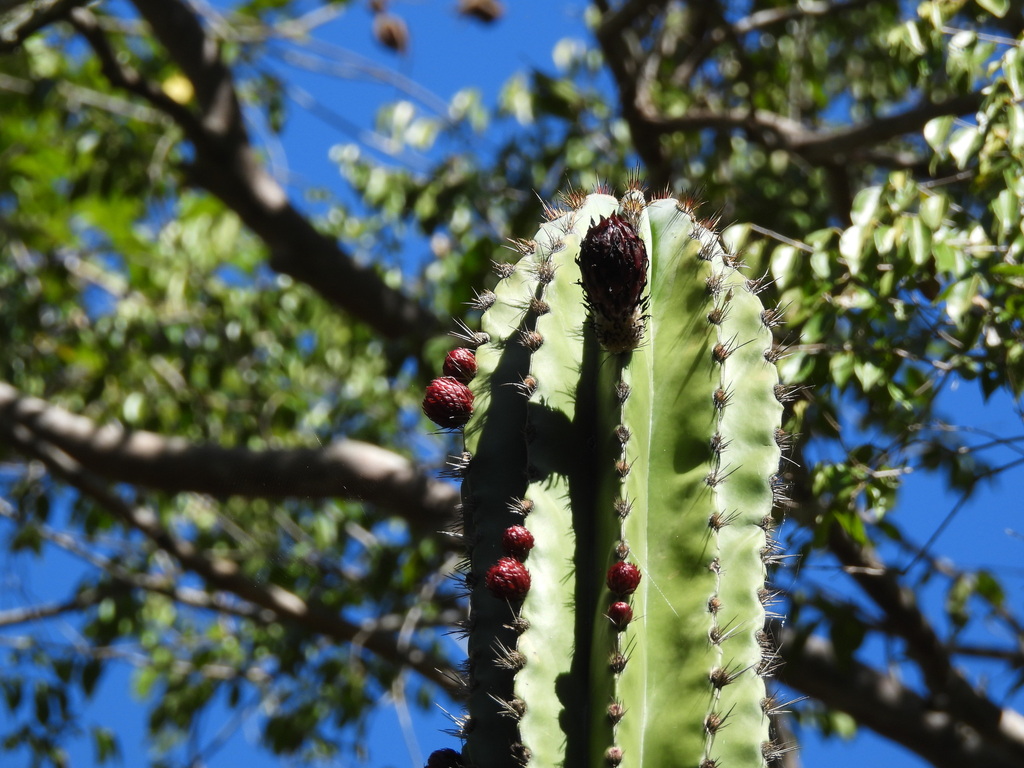 Cardón hecho desde Concordia, Sin., México el 04 de febrero de 2024 a ...