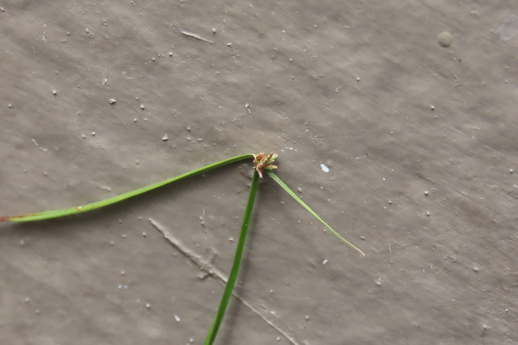 Slender Flat-sedge from Coomba Park NSW 2428, Australia on February 9 ...