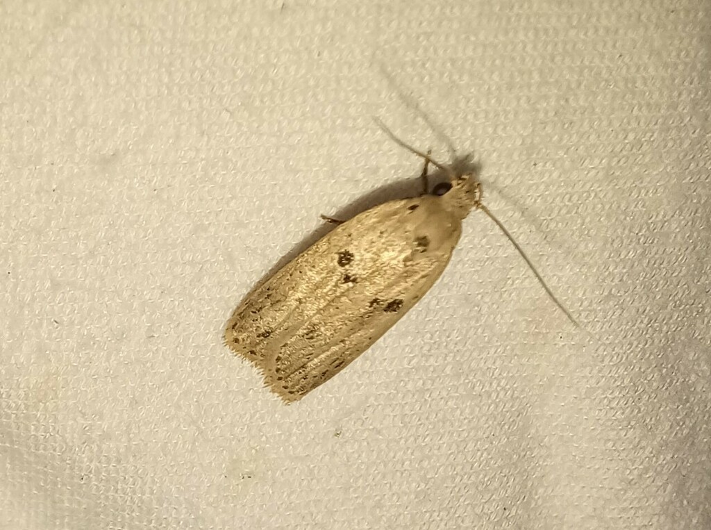 Scythropiodes issikii from Cherry Ln, Maryland, USA on September 4 ...