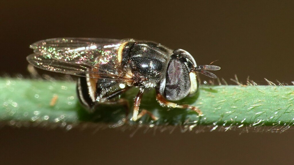 Paragus crenulatus from Fern Dapoli on January 25, 2024 at 10:10 AM by ...