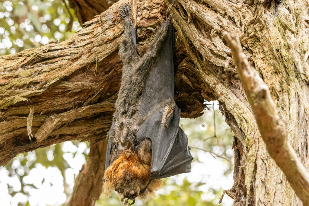 Grey-headed Flying-fox from Sydney NSW, Australia on February 7, 2024 ...