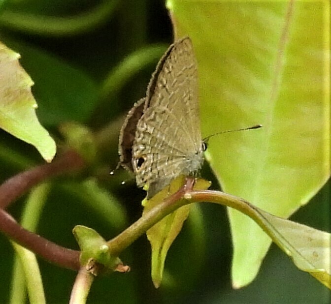 Common Line Blue from Cairns QLD, Australia on February 9, 2024 at 12: ...