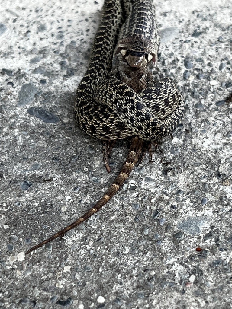 Pacific Gopher Snake from Ferguson Ct, Sebastopol, CA, US on October 2 ...
