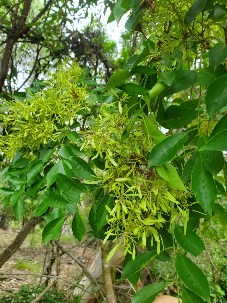 Evergreen tropical ash in February 2024 by econico · iNaturalist