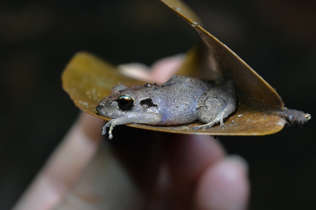 Lesser Antilles Robber Frog from Tunapuna/Piarco Regional Corporation ...