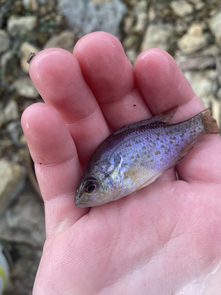 Orangespotted Sunfish from Rock River, Oregon, IL, US on February 8 ...