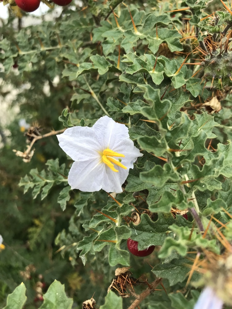 Red Buffalo-bur from Sydney Steel Road, Marrickville, NSW, AU on ...
