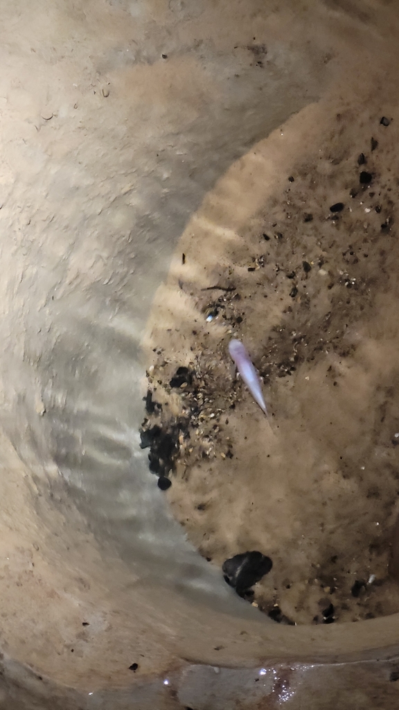 Southern Cavefish in February 2024 by Christian DeCelle. Elysian Way ...
