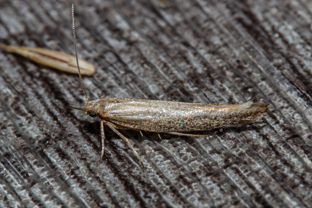 Twirler Moths from Kyeburn Diggings 9396, New Zealand on February 7 ...