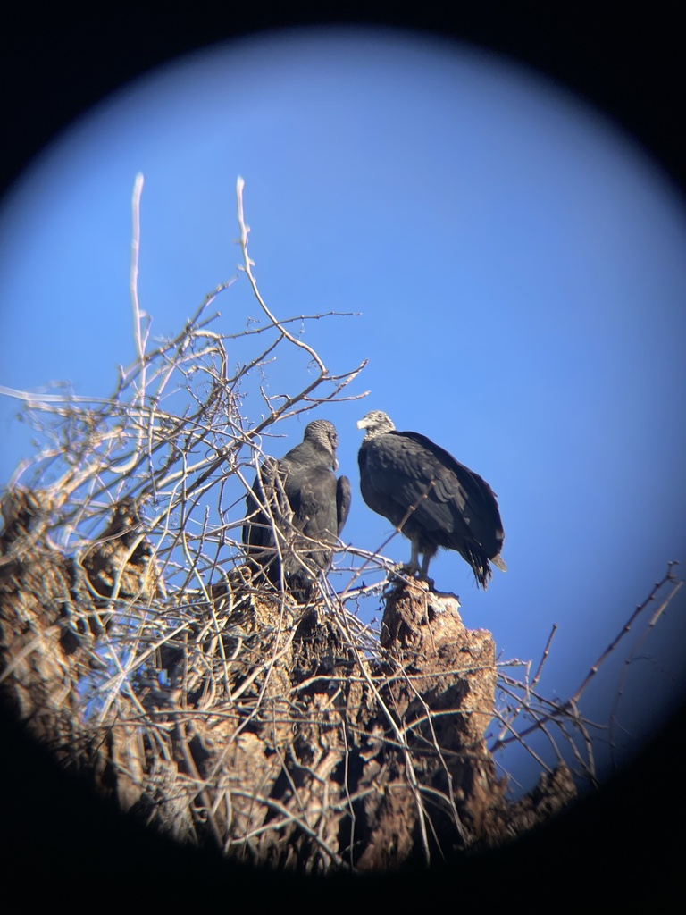 Black Vulture from Texas State University, San Marcos, TX, US on ...