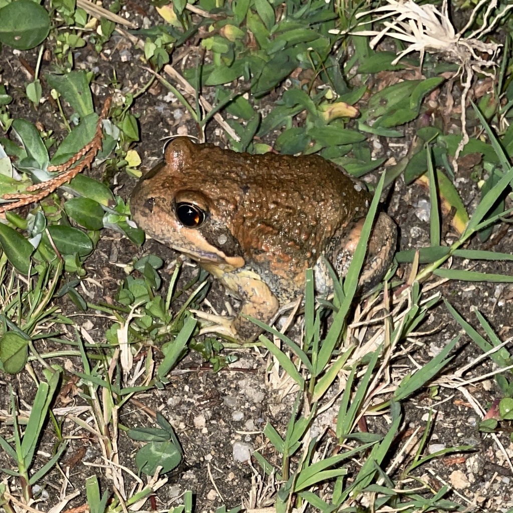 Eastern Banjo Frog from Megalong Valley, NSW, AU on January 30, 2024 at ...