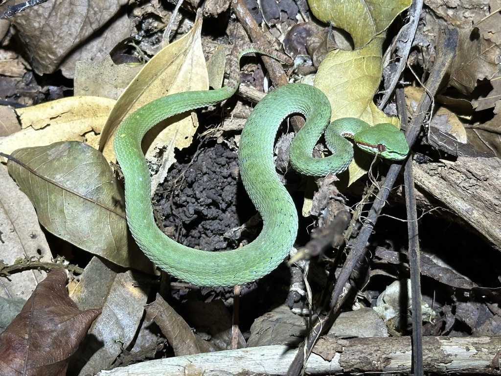 Pope’s Tree Viper in February 2024 by thesnakegreek · iNaturalist