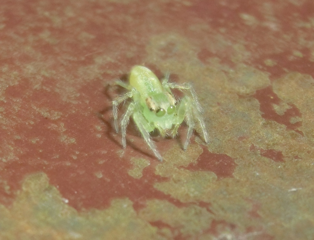 Epeus glorius from 520台灣彰化縣田中鎮 on February 8, 2024 at 11:08 AM by ...