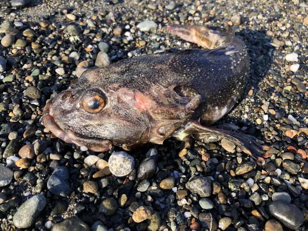 great sculpin from Admiralty Bay, Coupeville, WA, US on February 4 ...