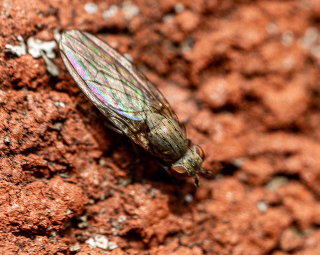 Acalyptrate Flies from Herndon, PA, USA on February 8, 2024 at 02:10 PM ...