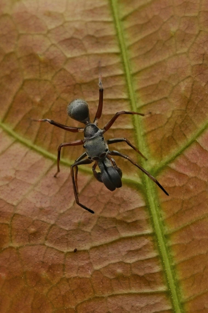 Toxeus maxillosus from Windsor Nature Park on April 2, 2023 at 10:36 AM ...