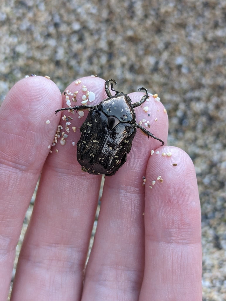 Oriental Flower Beetle from Kapaʻa, HI 96746, USA on February 8, 2024 ...