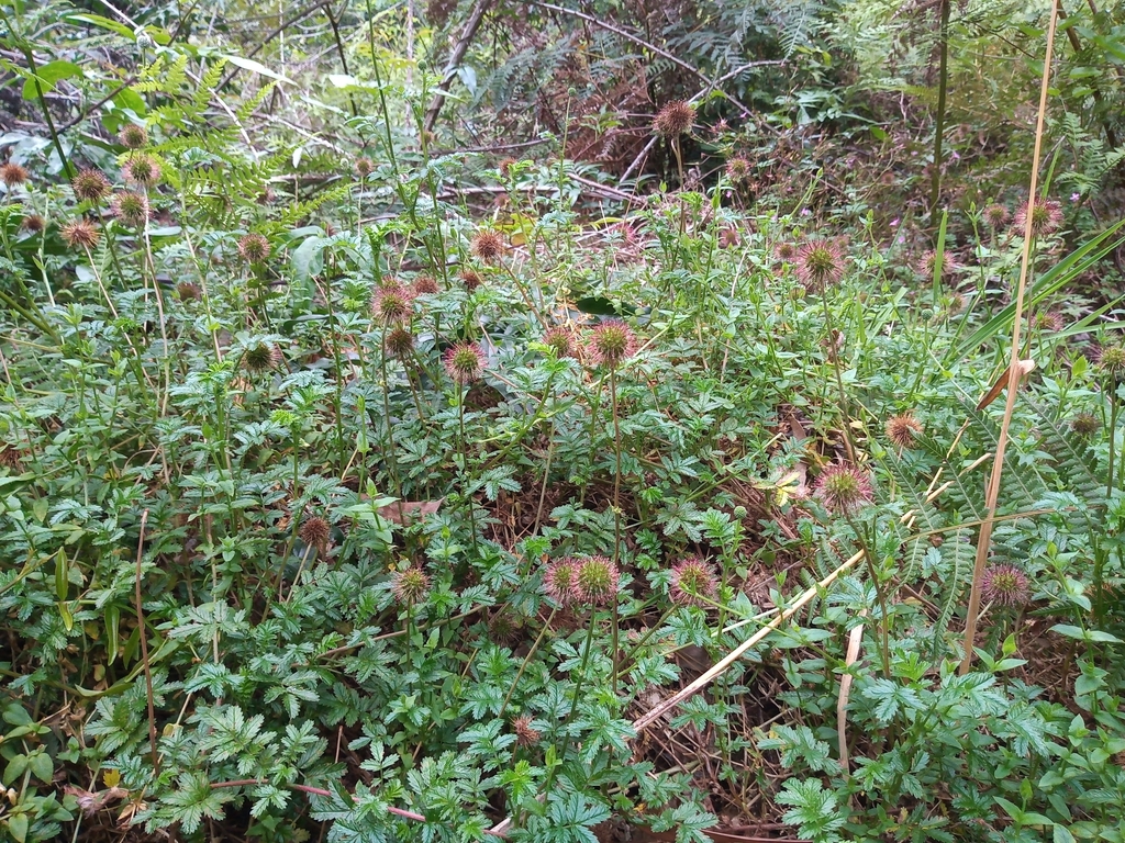 Biddy-biddy from Monbulk VIC 3793, Australia on February 8, 2024 at 08: ...