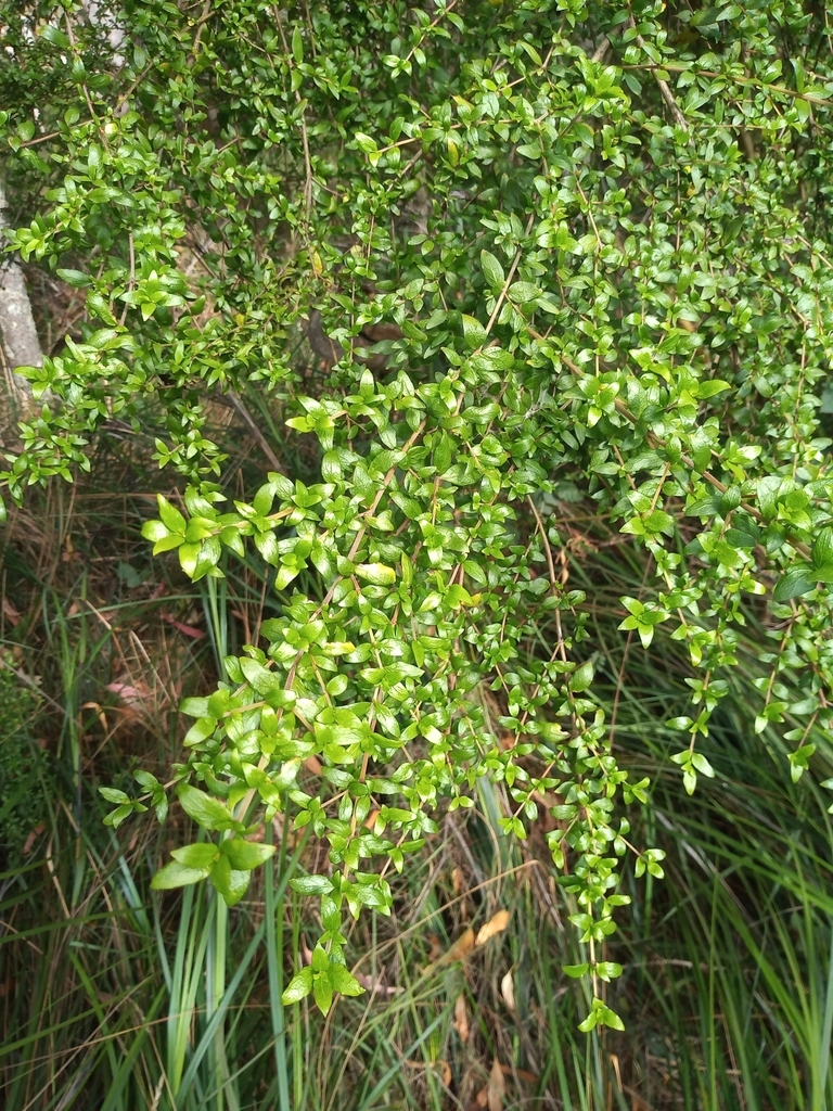 Prickly Currant-Bush from Lysterfield VIC 3156, Australia on February 8 ...