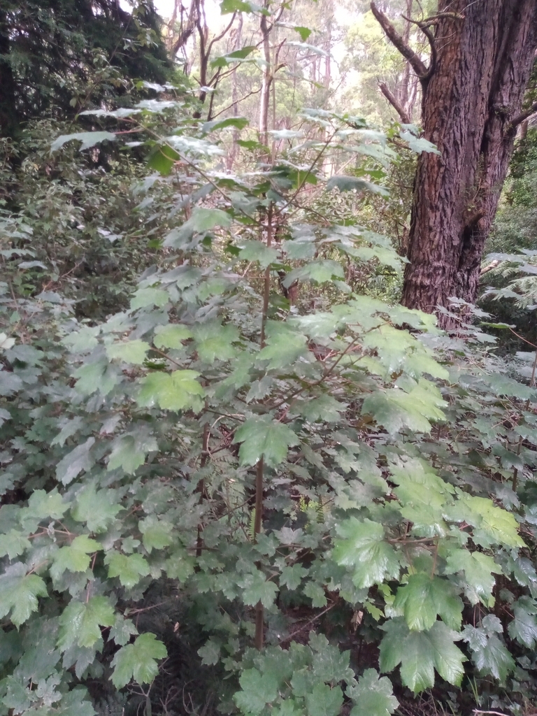 sycamore maple from Olinda VIC 3788, Australia on February 9, 2024 at ...