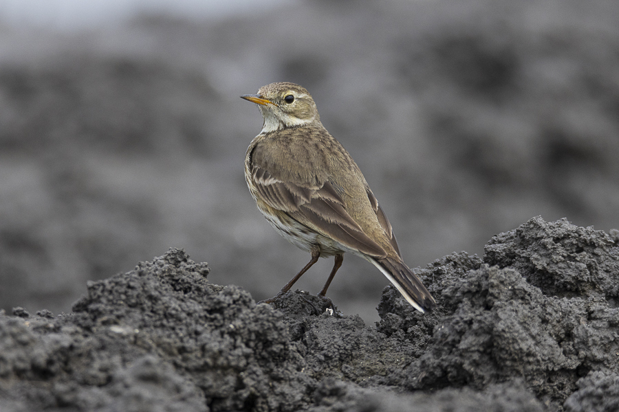 American Pipit from Municipio de Victoria, Tamps., México on December ...