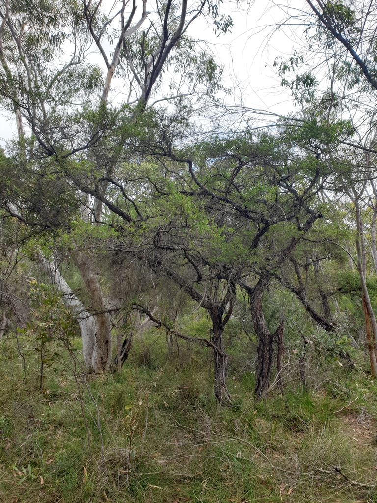 Paperbark Tea Tree from North Turramurra NSW 2074, Australia on ...