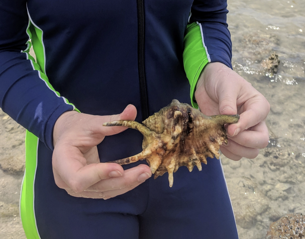 Common Spider Conch in October 2018 by Sockrosma · iNaturalist
