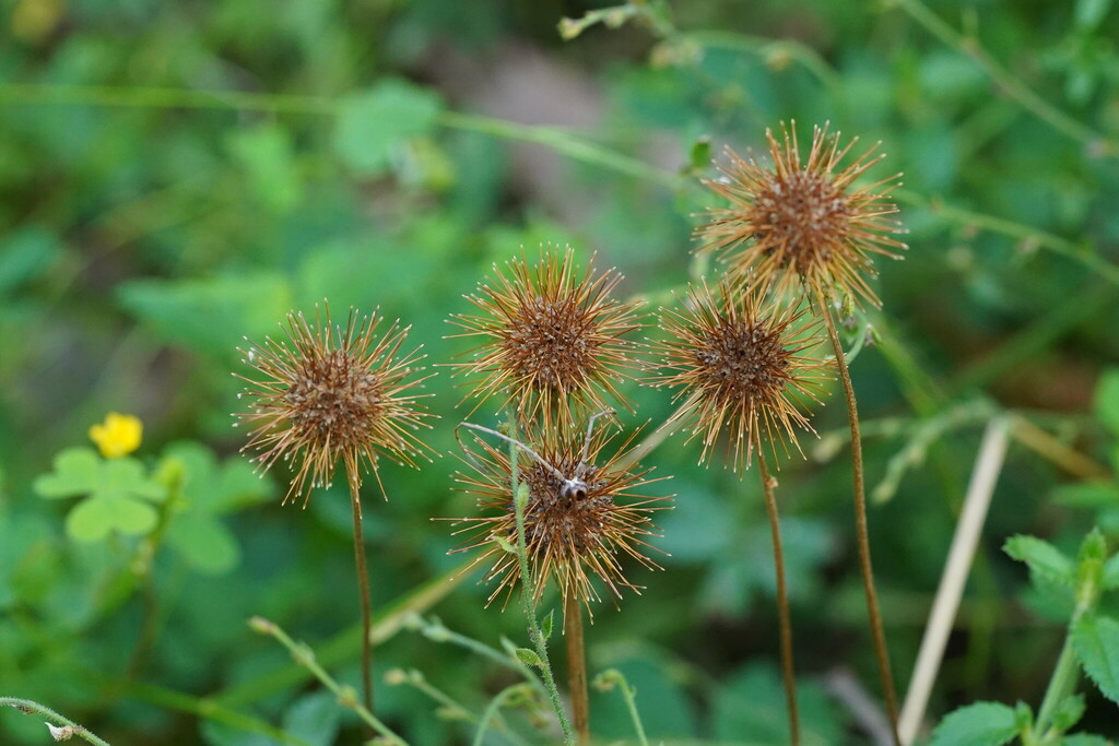 Biddy-biddy from Ada VIC 3833, Australia on February 4, 2024 at 05:28 ...