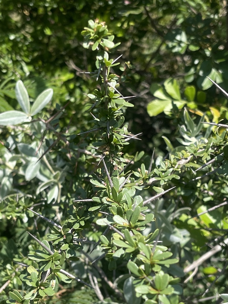 Buffalo Spikethorn from Ga-Riba, Fetakgomo Tubatse, LP, ZA on February ...